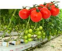 Coco Coir - Global Horticultural